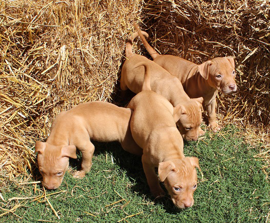 Redboy x Miss Gloria (09-15) - Tom Garner Kennels