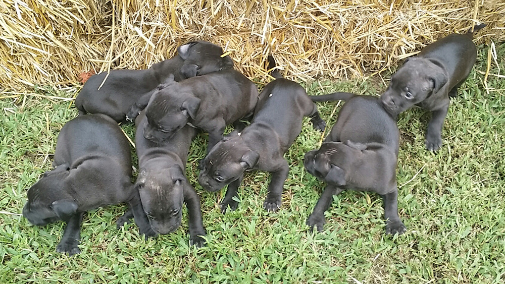 Redboy x Scarlet (07-14) - Tom Garner Kennels