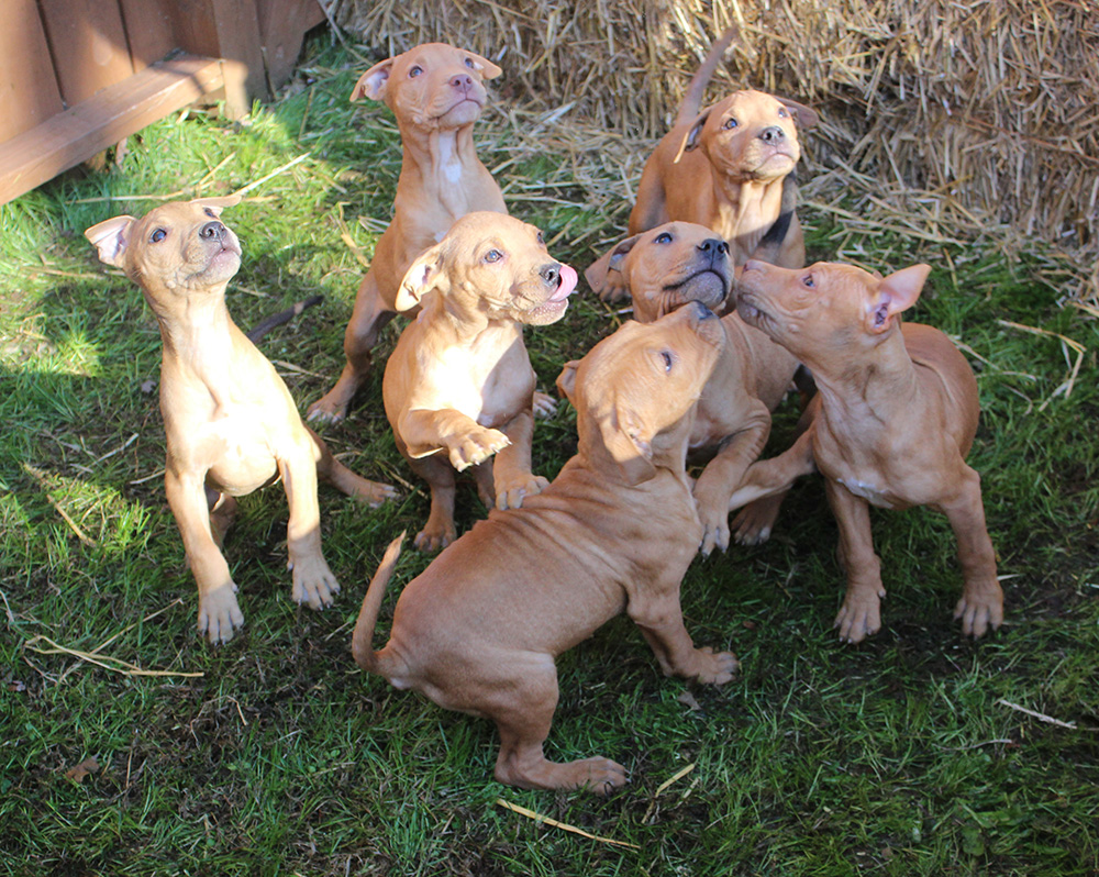 Redboy x Sheba (1-15) - Tom Garner Kennels