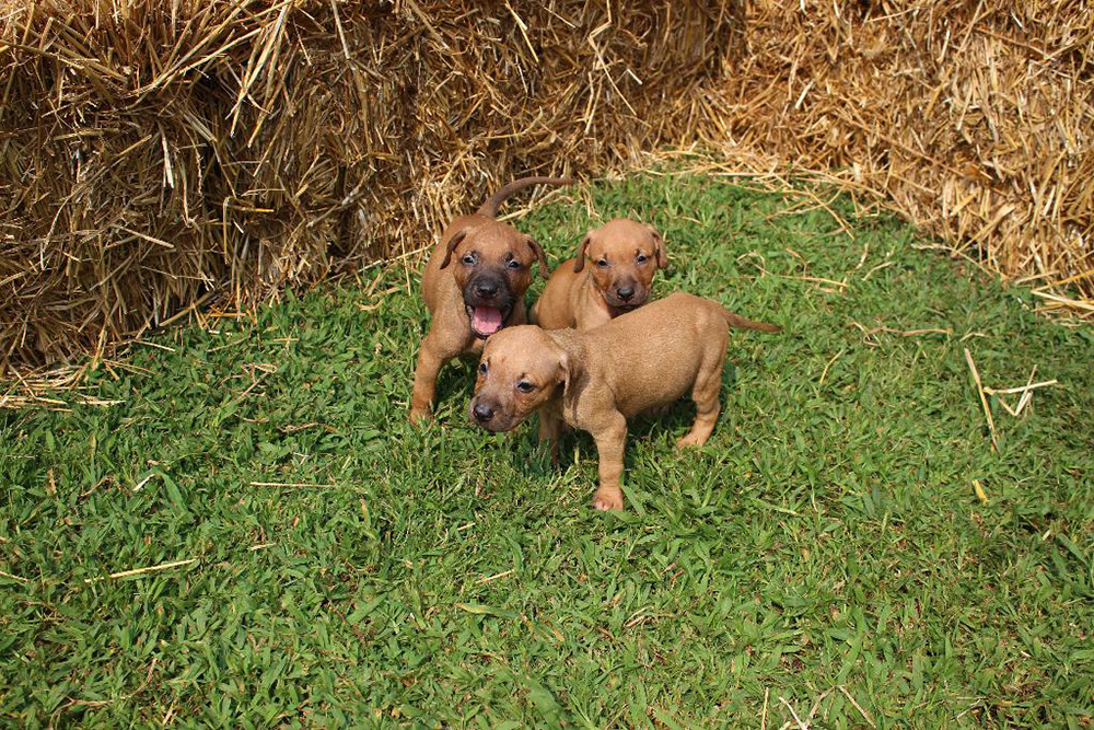 Redboy x Susie (07-15) - Tom Garner Kennels
