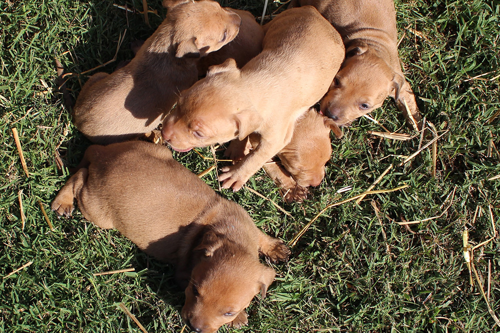 Redboy x Susie II (09-16) - Tom Garner Kennels