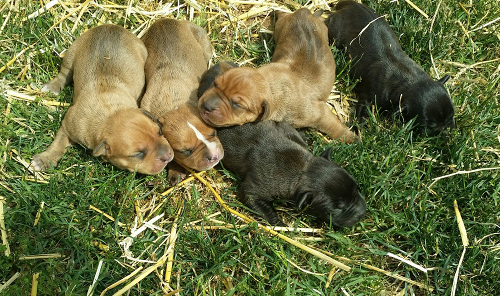Redboy x Taser (06/2014) - Tom Garner Kennels