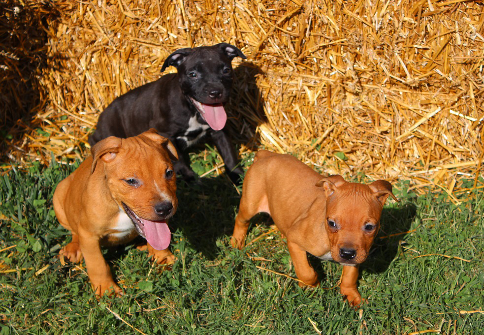 Redboy x Taser (6-16) - Tom Garner Kennels