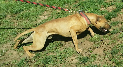 Rex (04-14) - Tom Garner Kennels