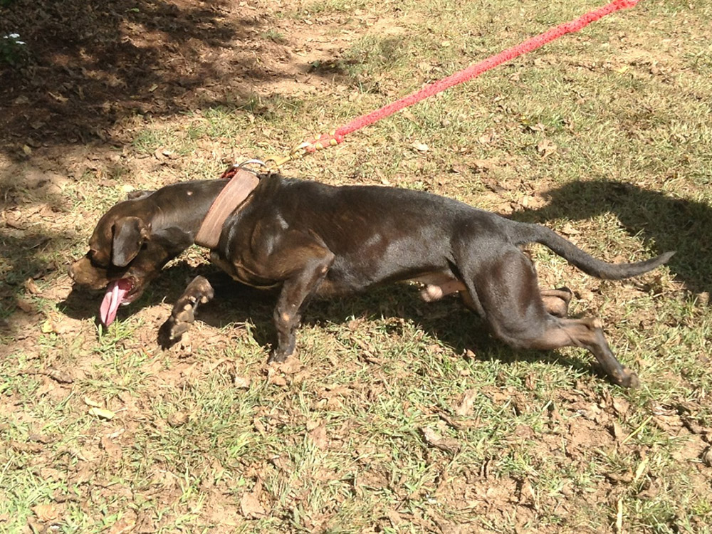 Ricky Bobby - Tom Garner Kennels