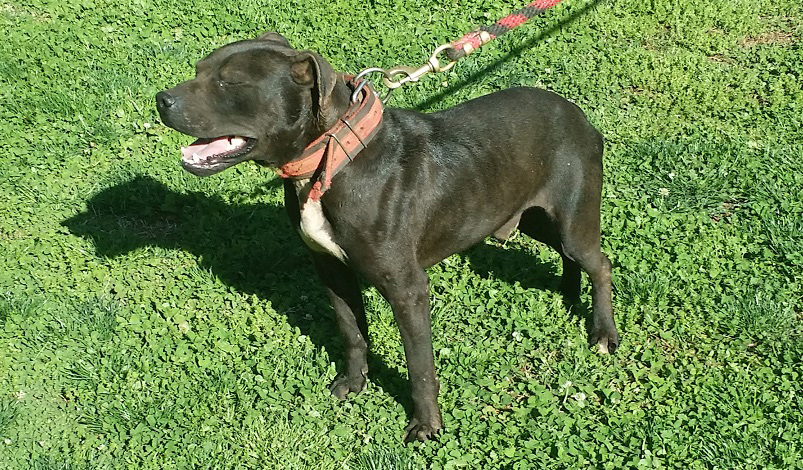 Samson (04-14) - Tom Garner Kennels