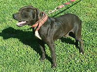 Samson (04-14) - Tom Garner Kennels