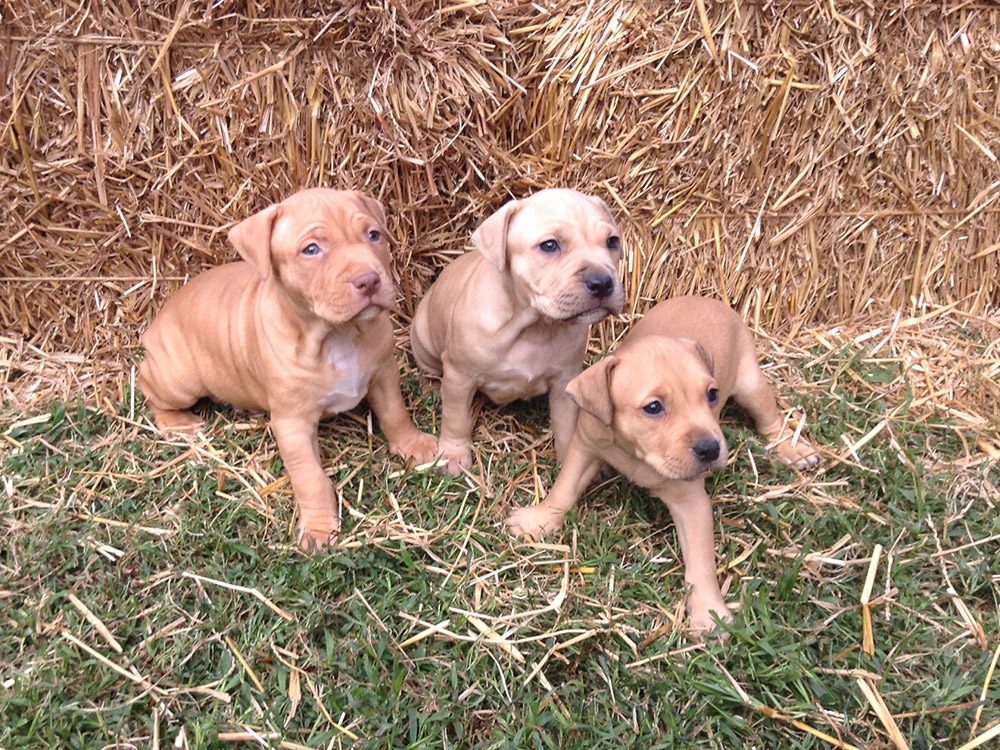 Santos x Danica - Tom Garner Kennels