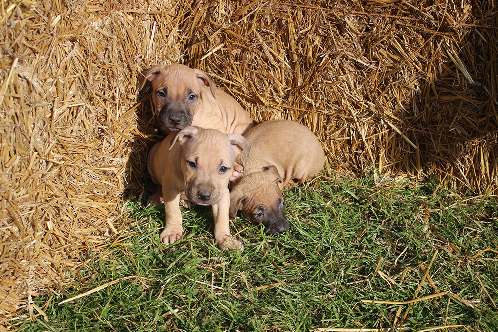 Santos x Miss Snooty II (01-16) - Tom Garner Kennels