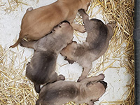 Tom Garner kennels - current pups